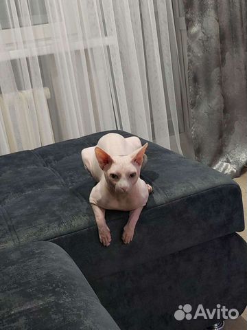 Канадский сфинкс вязка