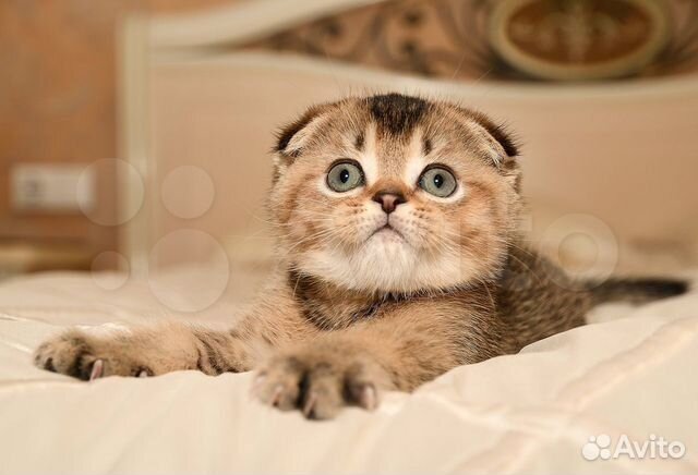 Вислоухие золотые котята