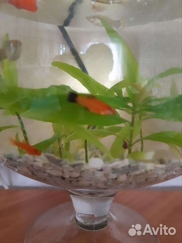 Рыбки меченосцы