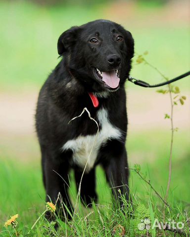 Мишенька ждёт Вас в приюте