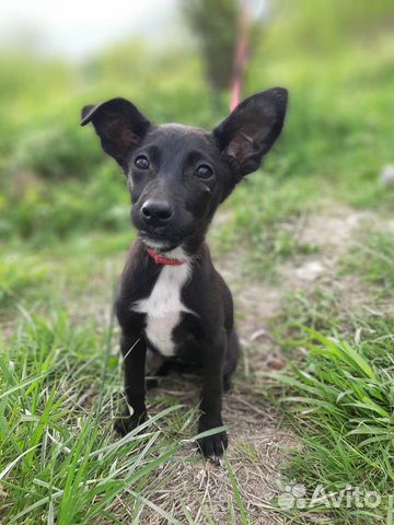 Щенок в добрые руки девочка