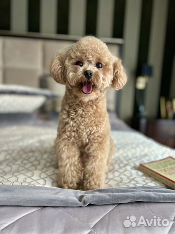 Мальтипу ищет девочку мальтезе