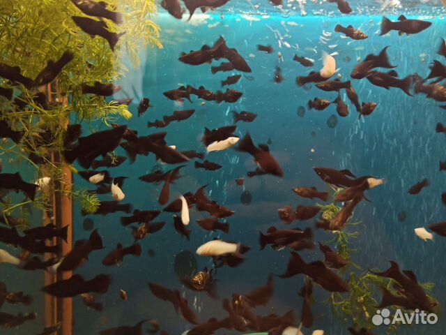 Живая рыба оптом