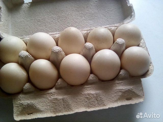 Яйцо индоутки