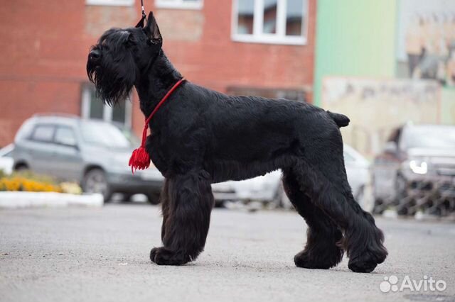 Щенки ризеншнауцера