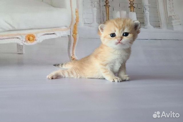 Золотая девочка ny11 с кукольной мордочкой