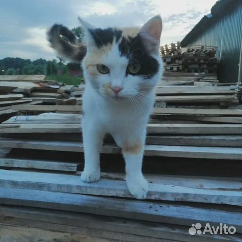 На стройку подкинули юную,ласковую красивуюкошечку