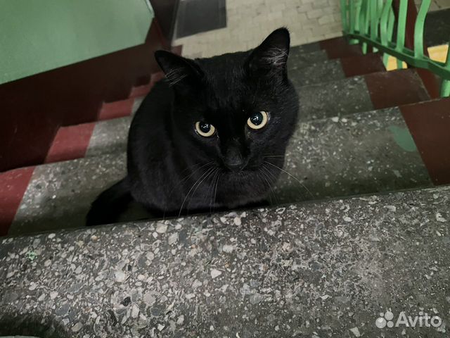 Смесь британский кот