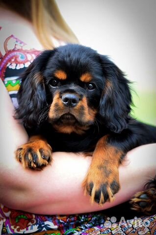 Кавалер мальчик для выставок и разведения