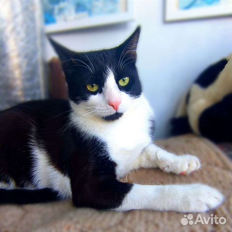 Кот в добрые руки