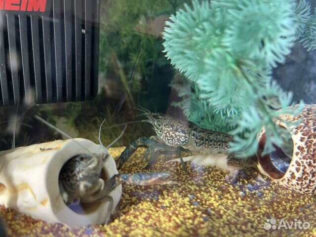 Аквариумные раки