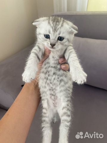 Британские вислоухие котята