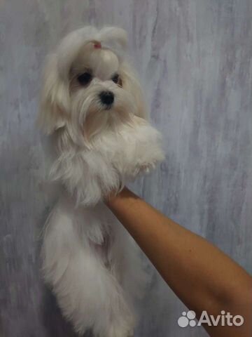 Мальтезе Корея