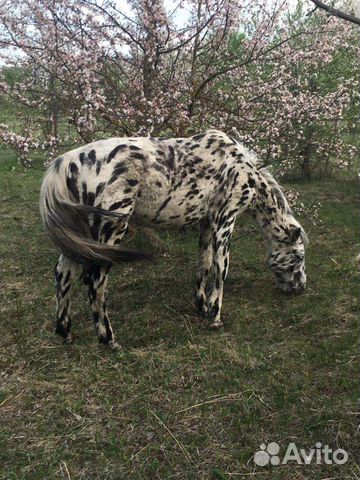 Жеребец монгольской породы