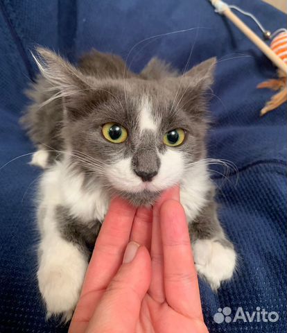 Котенок в добрые руки бесплатно в дар