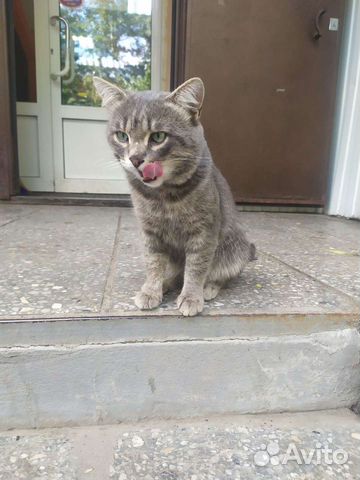 Котик ищет дом