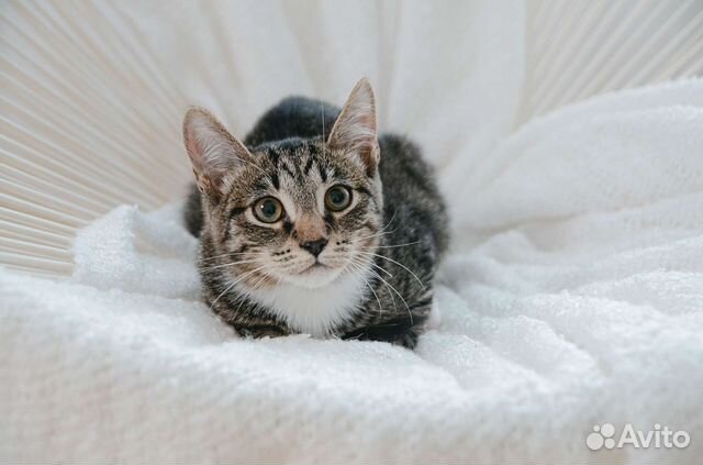 Кошка Амели