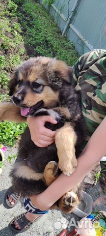 Собаки щенки помесь
