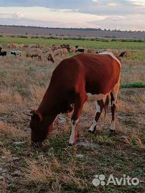 Продается телочка