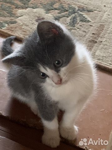 Милашки Котятки