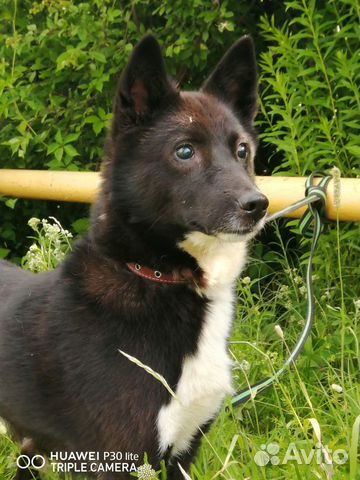 Слепой Марс