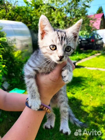 Кошка
