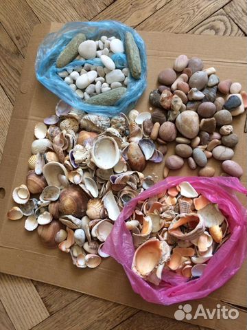 Морская галька и ракушки Бесплатно