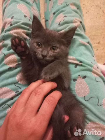 Котята русская голубая