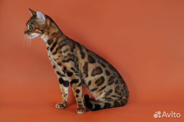 Бенгальская кошечка