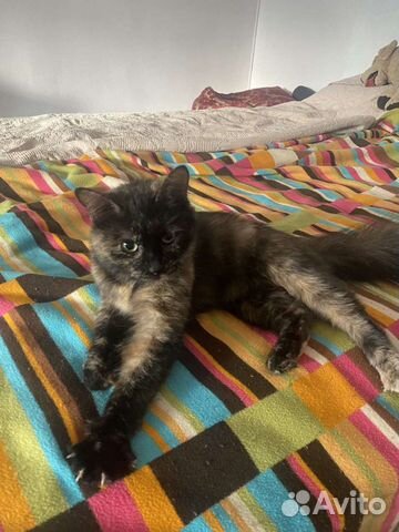 Ласковая миниатюрная кошечка Шанечка ищет дом