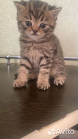 Шотландский котенок
