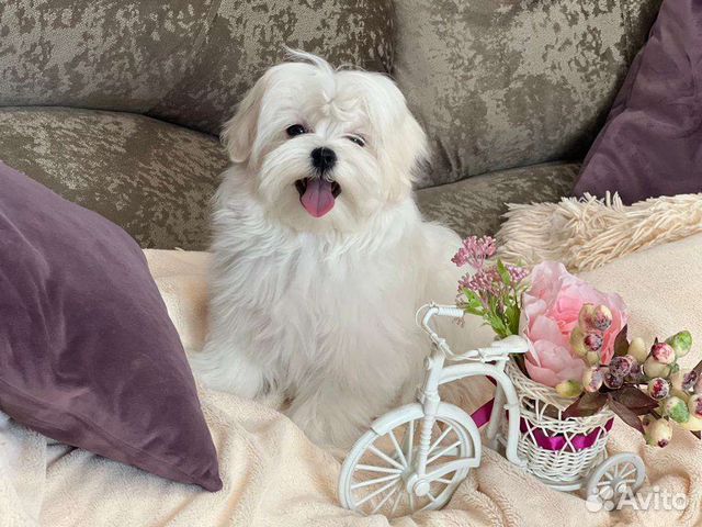 Мальтийская болонка корейские