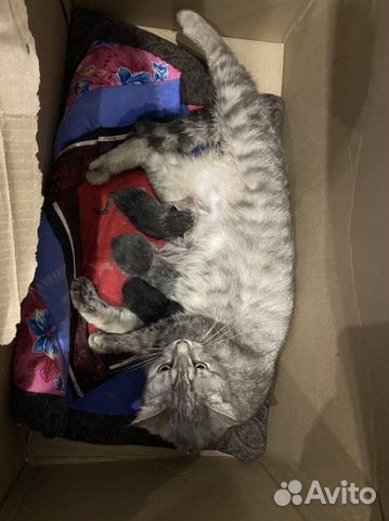 Котята в добрые руки москва