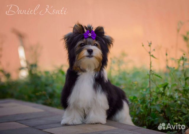 Бивер девочка