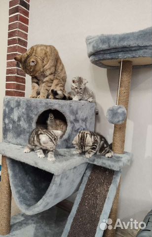 Шотландские котята