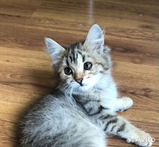 Котенок Дженни 3 мес