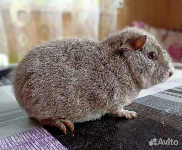 Морские свинки Тедди