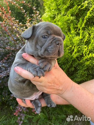 Французята