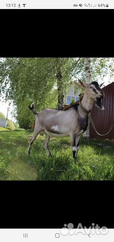 Козел альпийский