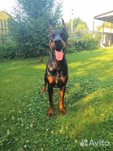 Щенки доберман с отличной родословной