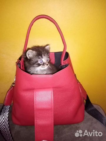 Красавцы котята