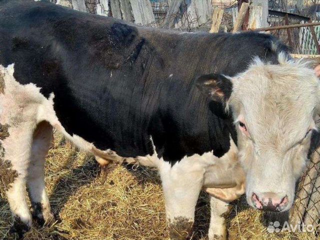 Телята бычки на откорм от 1месяца
