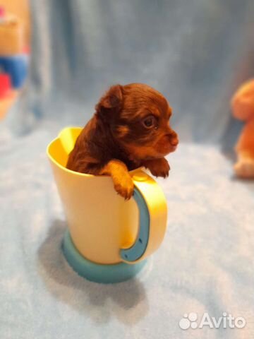 Длинношерстный той терьер мини