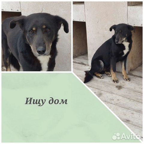 Собака Финик