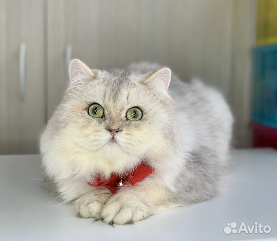 Серебристая шиншила с напылением золота мальчик