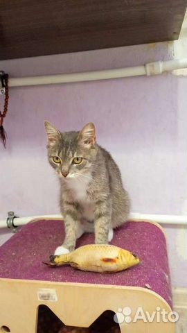 Кошка котенок Мира