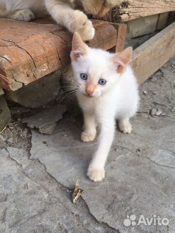 Котеое мальчик 2 месяца