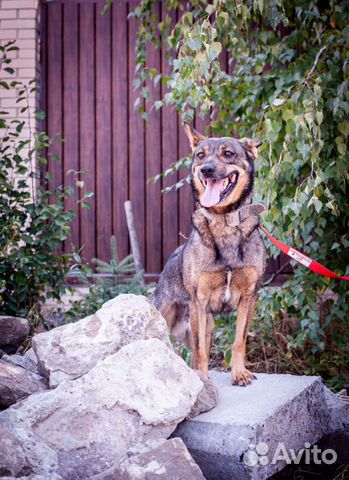 Шарик ищет дом