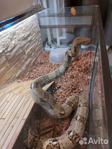 Императорский удав boa constrictor imperator