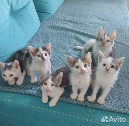 Котята в добрые руки